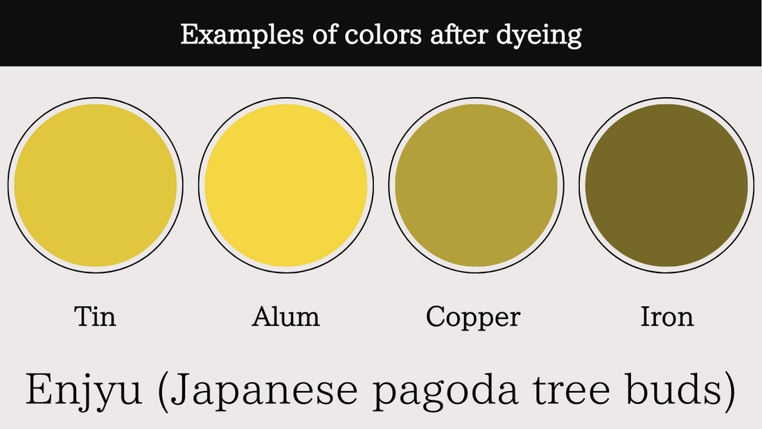 Enjyu (Japanese pagoda tree buds) – Aikuma Japanese Dyes